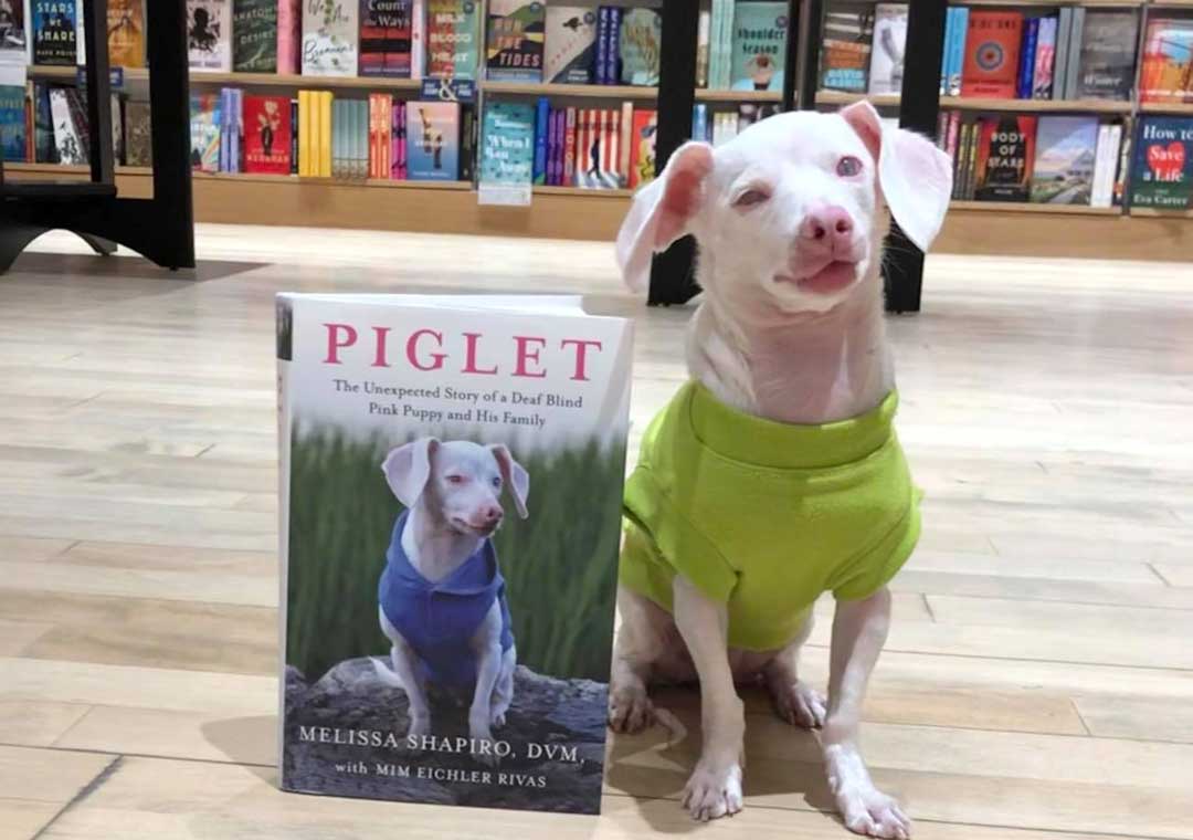 Piglet, the Deaf Blind Pink Pup - ABILITY Magazine