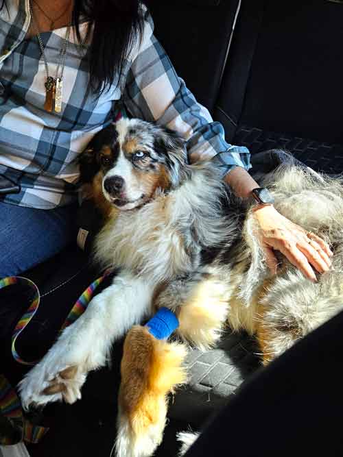 Ashley and Bambi - ABILITY Magazine